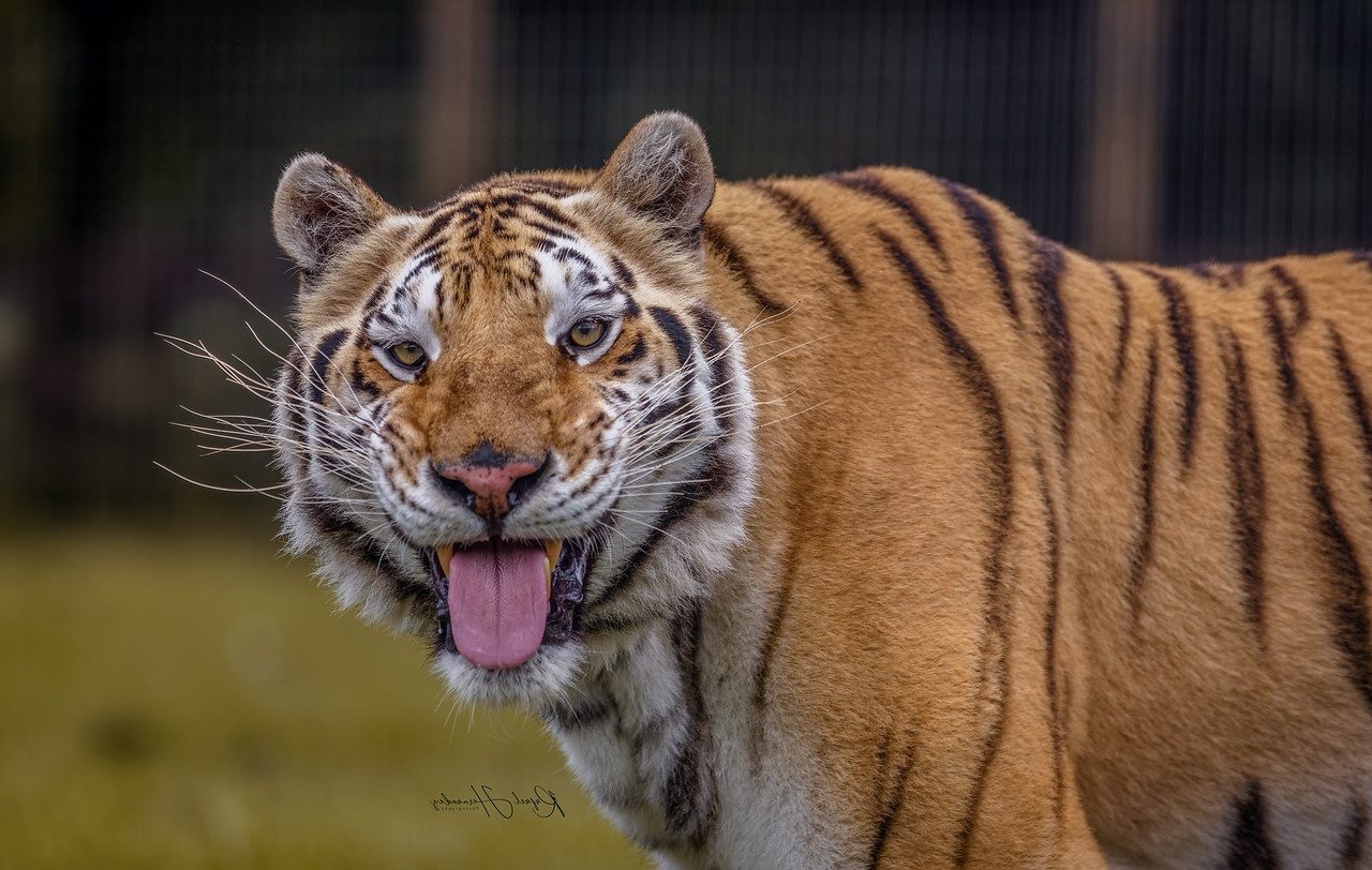 Meet the Animals | Carson Springs Wildlife